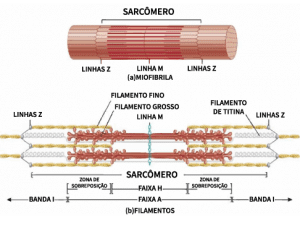 Tecido muscular | Realize - Tutoria Educacional