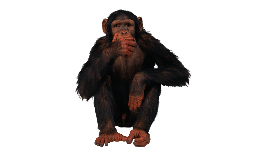 Curiosidades sobre os macacos | Realize - Tutoria Educacional